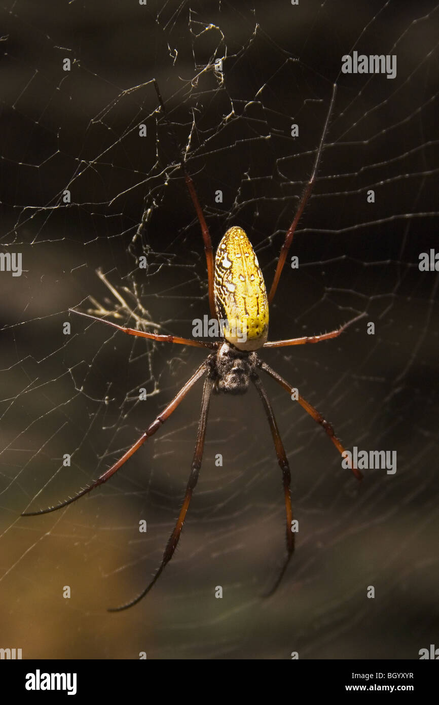 Madagascar Giant Silk Spider (Nephila madagascarensis) Found throughout ...
