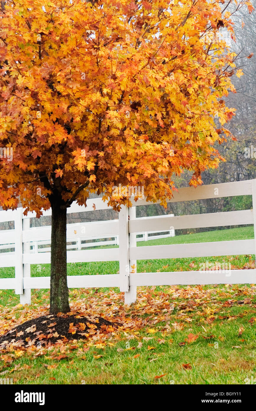 Maple tree colors hi-res stock photography and images - Alamy