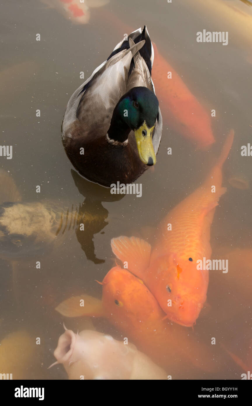 red fish and duck Stock Photo - Alamy