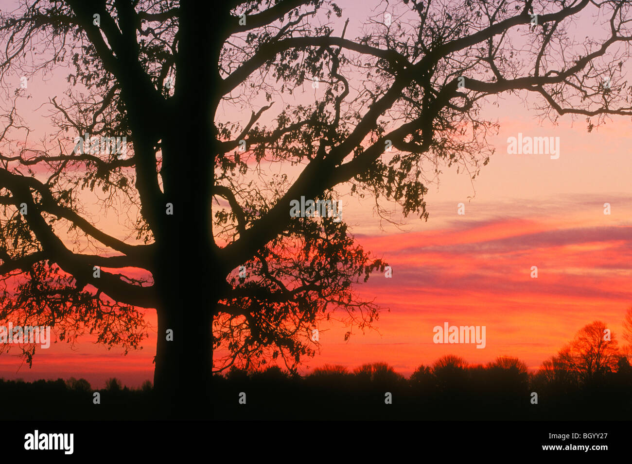 Tree at sunrise Stock Photo - Alamy