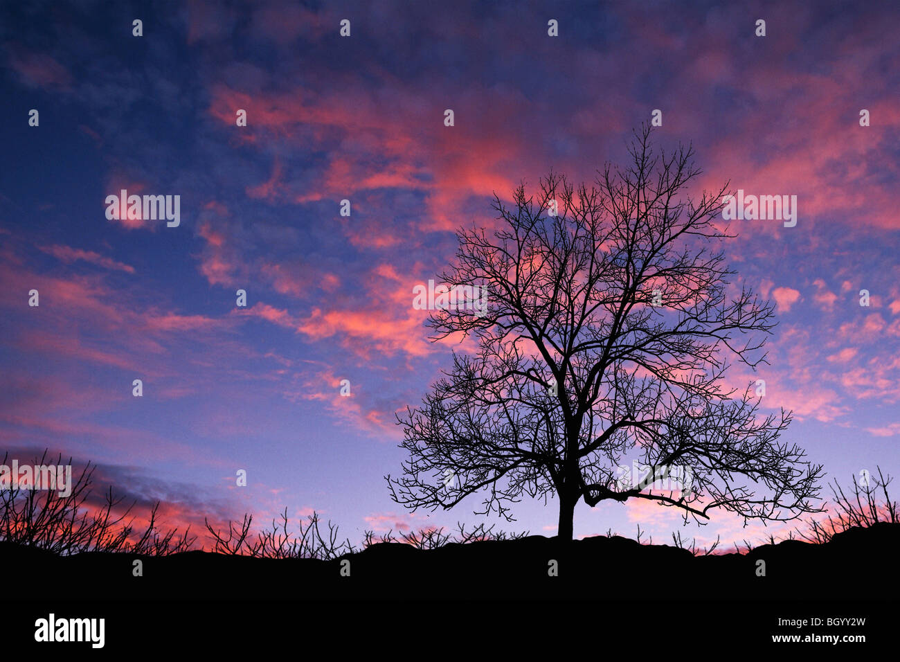 Sunset with tree hi-res stock photography and images - Alamy