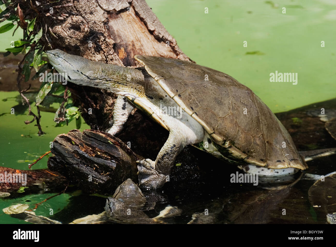 Side necked turtle hi-res stock photography and images - Alamy