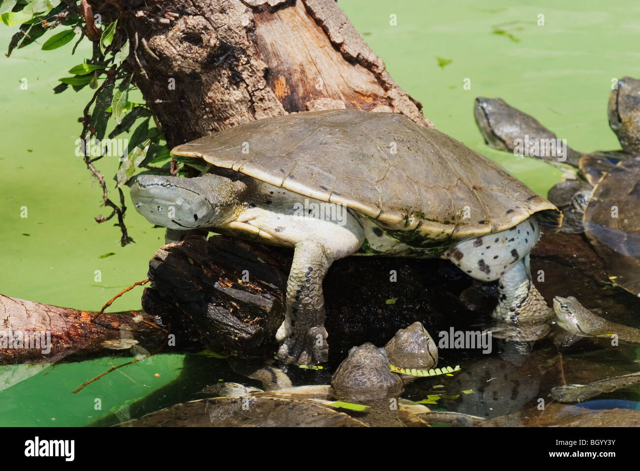 Side necked turtle hi-res stock photography and images - Alamy