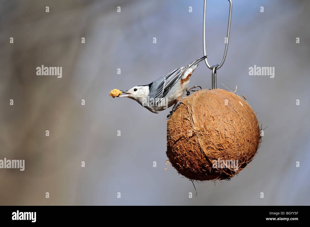 Nuthatch in flight hi-res stock photography and images - Alamy