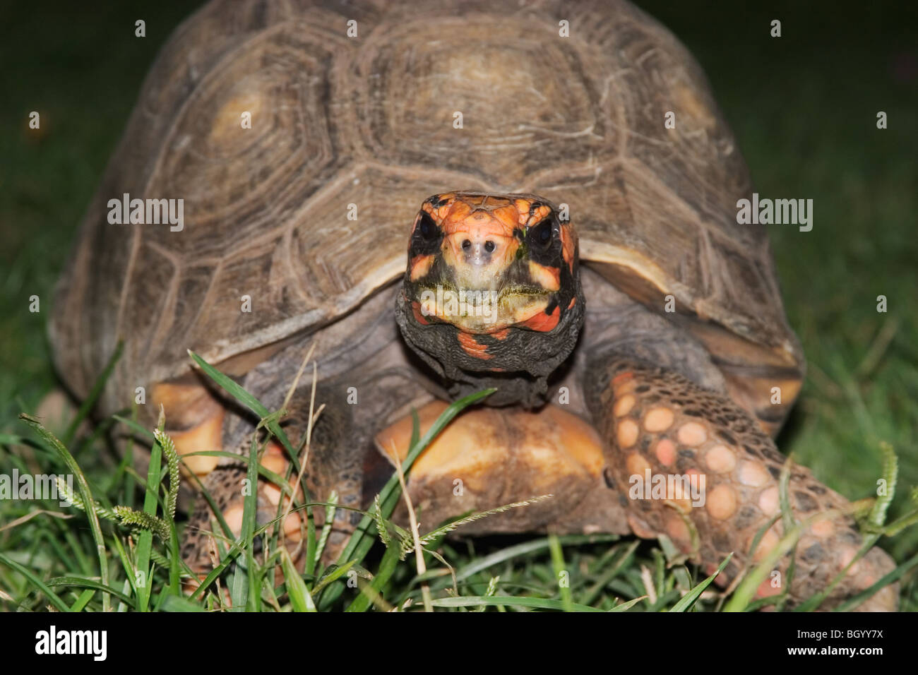Red Footed Tortoise (Geochelone carbonaria) native to South America ...