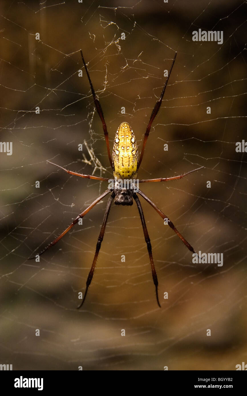 Madagascar Giant Silk Spider (Nephila madagascarensis) Found throughout ...