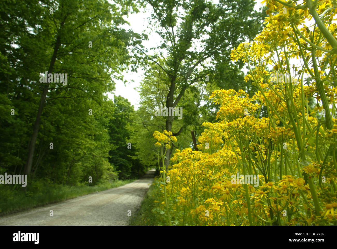 Indiana wild flowers hi-res stock photography and images - Alamy