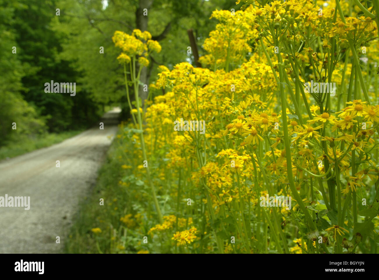 Indiana wild flowers hi-res stock photography and images - Alamy