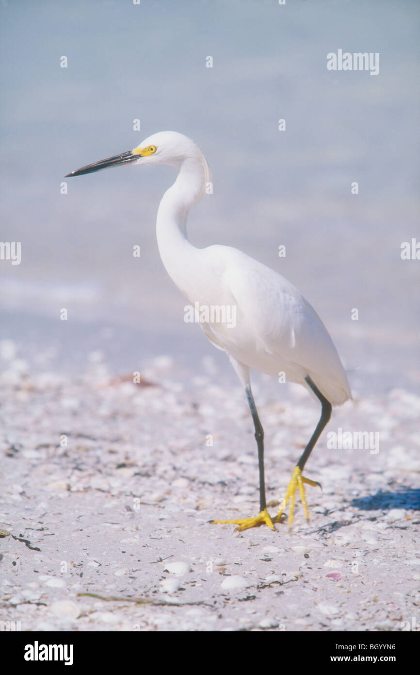 Long legged egret hi-res stock photography and images - Alamy