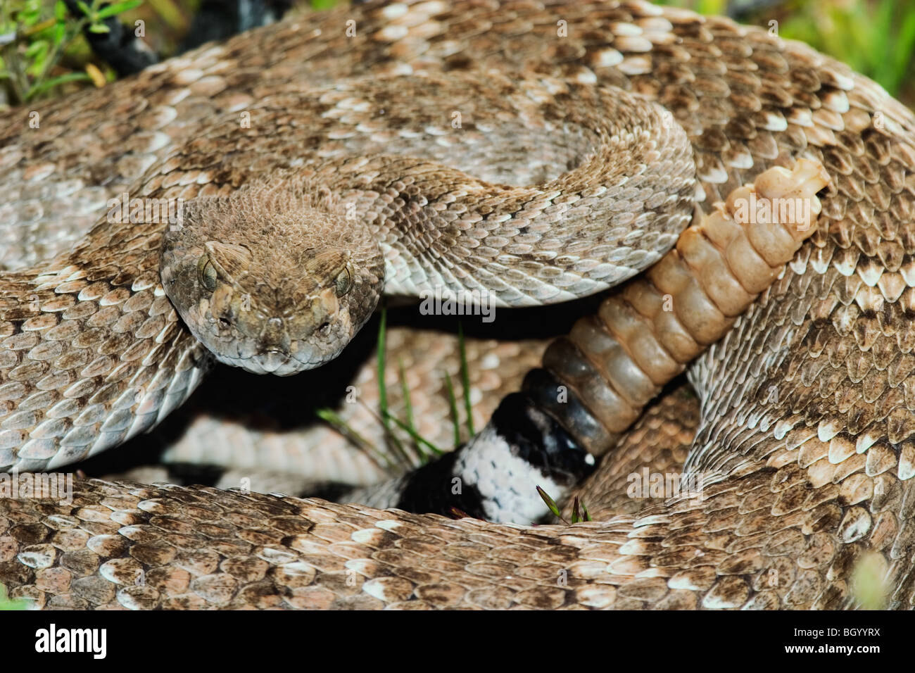 Western Diamondback Rattlesnake (Crotalus atrox) native to the ...