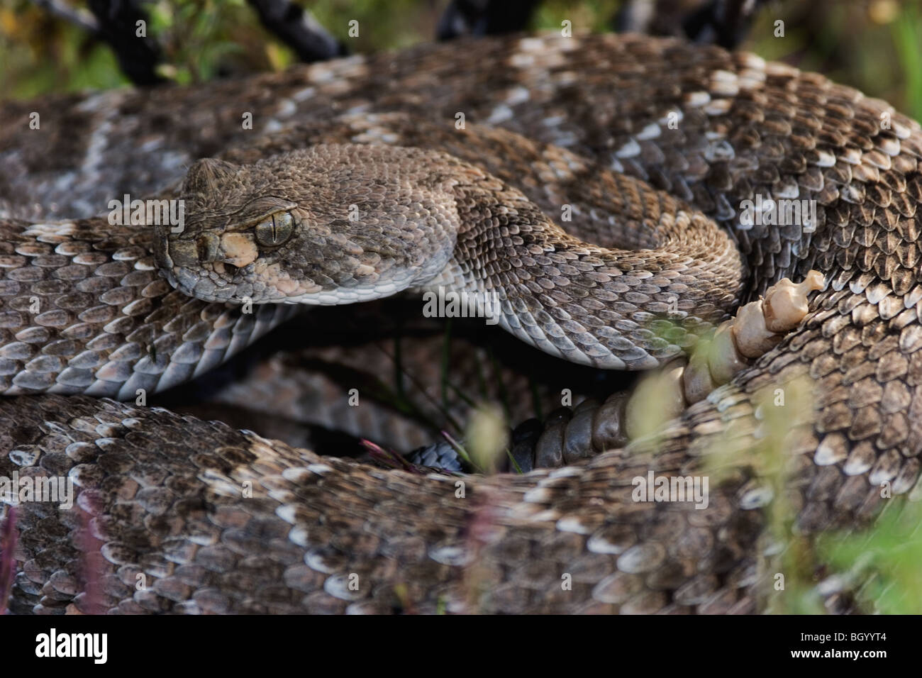 Western Diamondback Rattlesnake (Crotalus atrox) native to the ...