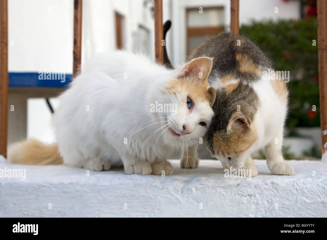 Cats of greece hi-res stock photography and images - Alamy