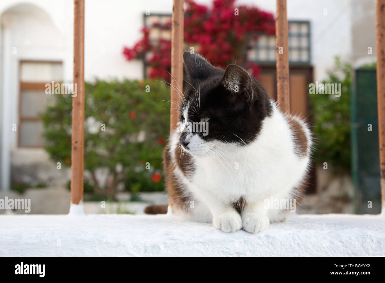 Aegean Cat High Resolution Stock Photography and Images - Alamy