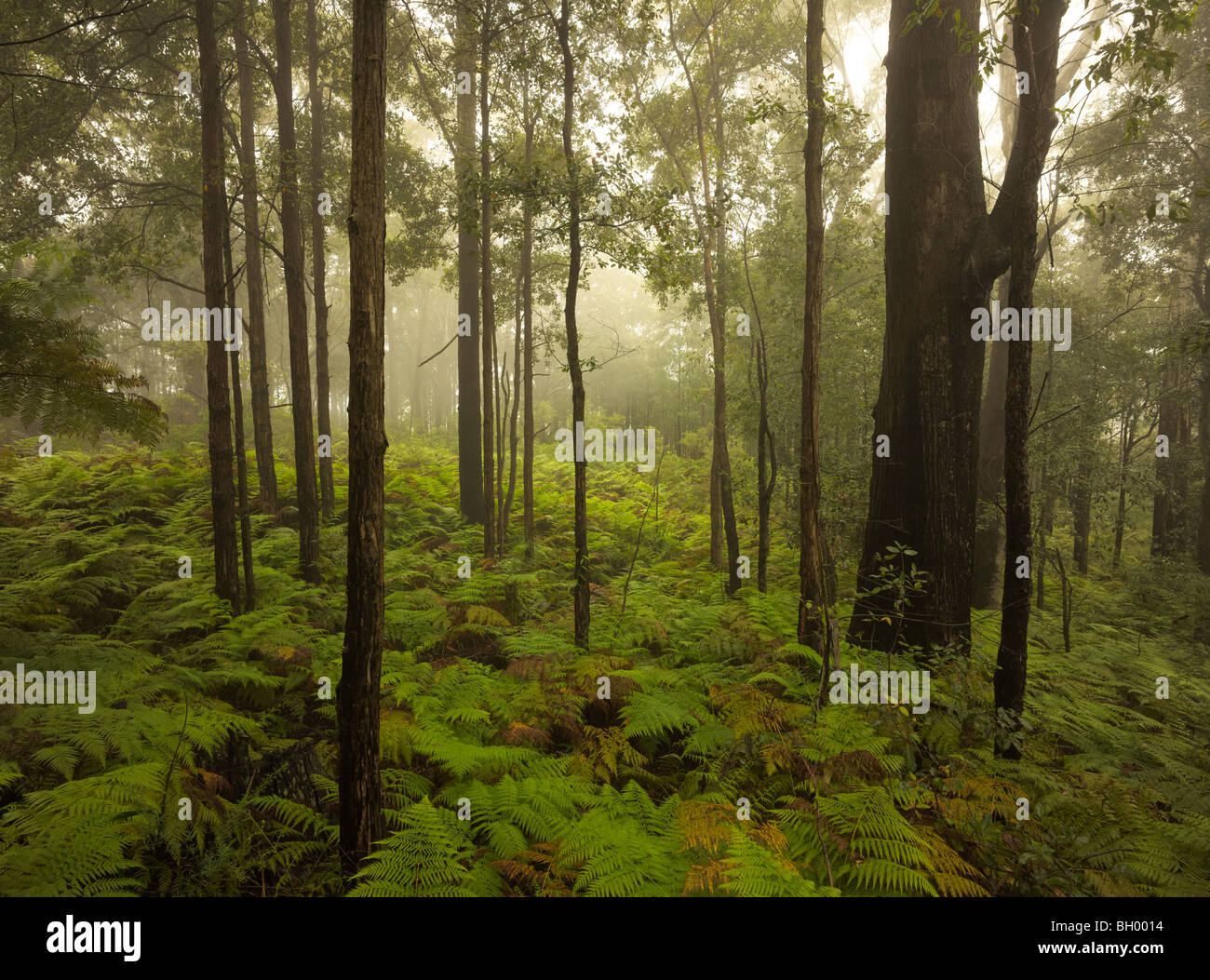 Fern Forest in mist on Brokers Nose, Illawarra Escarpment State ...