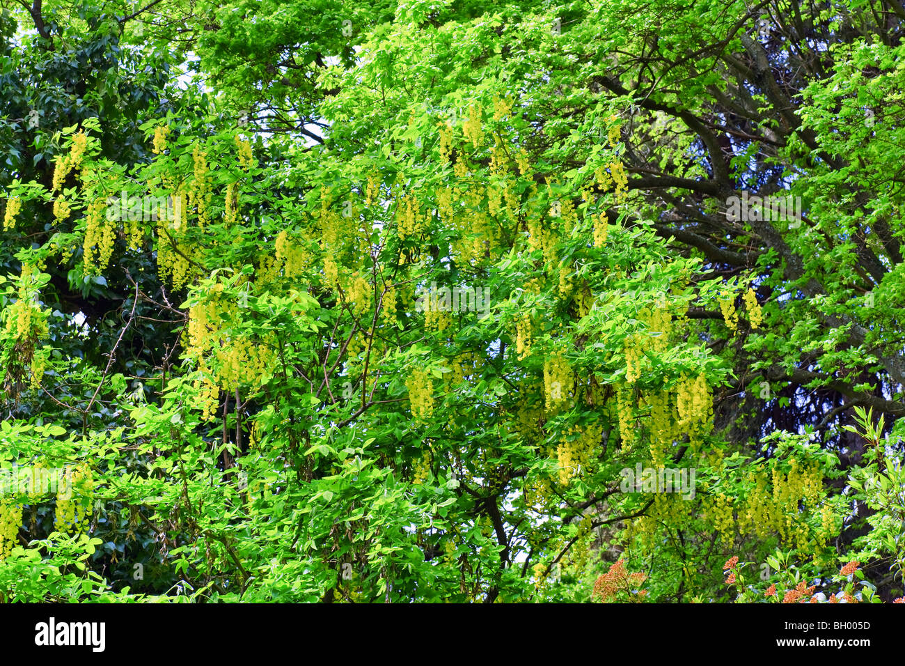 blossom spring tree with yellow flowers (nature background Stock Photo ...
