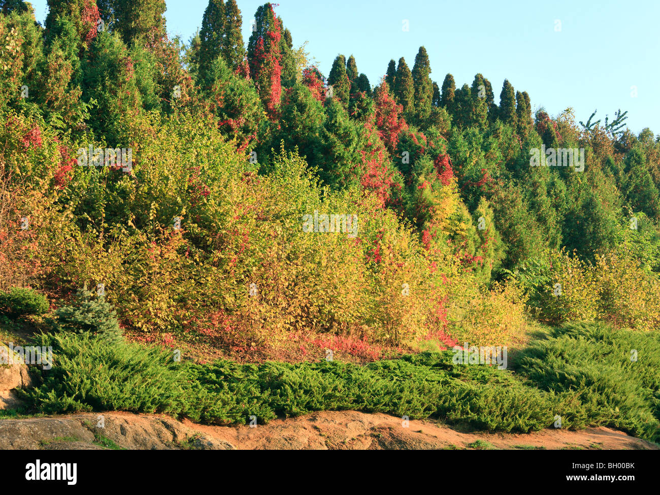 Multicolored tree hi-res stock photography and images - Alamy