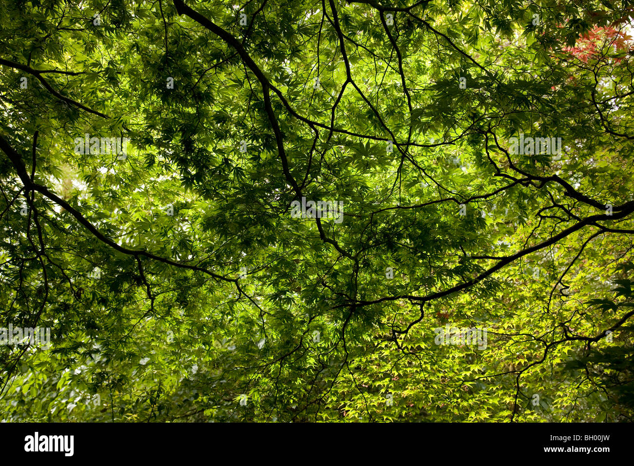 Green acer palmatum hi-res stock photography and images - Alamy