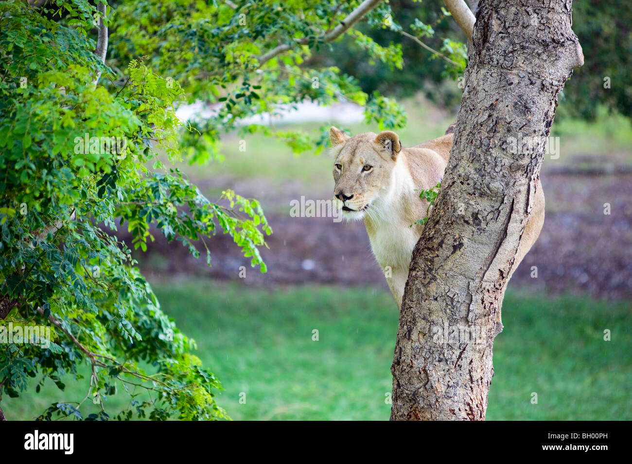 Hunting lioness hi-res stock photography and images - Alamy