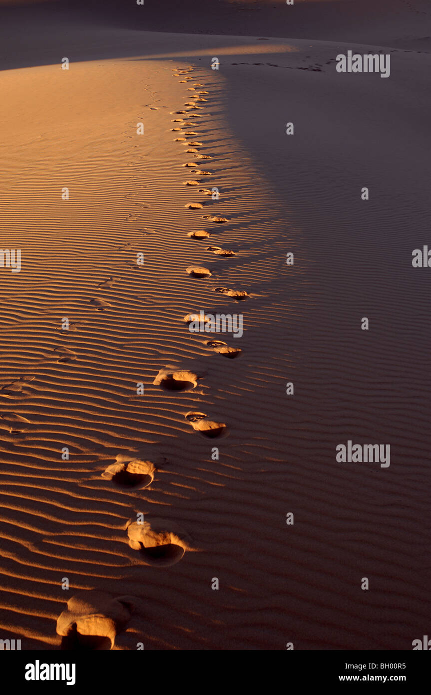 footstep in Sahara desert Stock Photo - Alamy