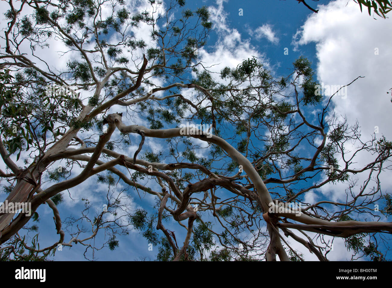 Australian gum tree leaves hi-res stock photography and images - Alamy