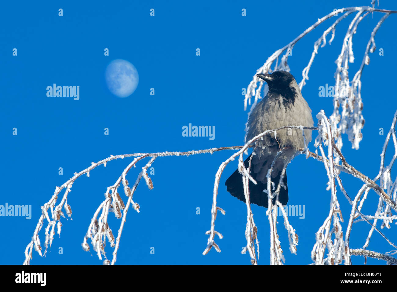 Crow and moon Stock Photo - Alamy