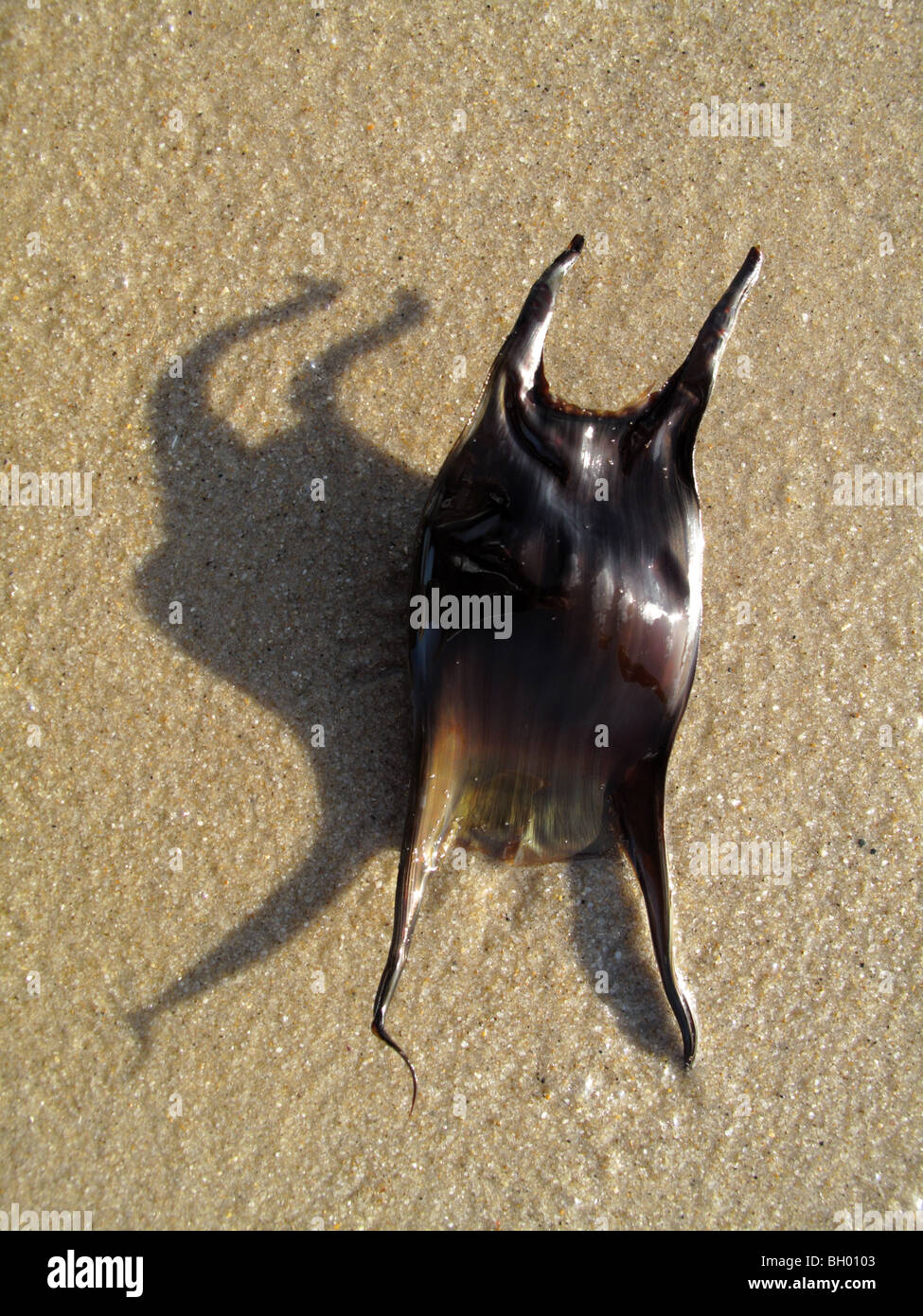 Blonde Ray egg case Stock Photo - Alamy