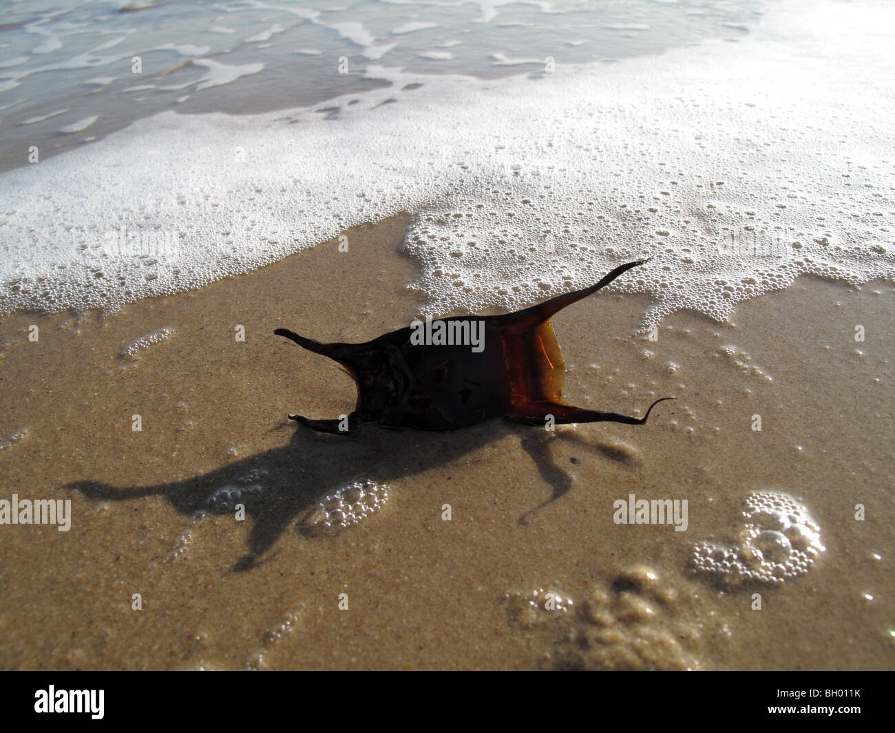 Washed up Mermaid's purse Stock Photo - Alamy