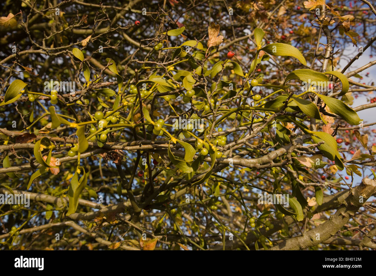 Saxlingham nethergate hi-res stock photography and images - Alamy