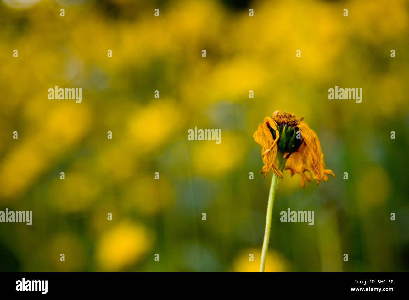 Shriveled hi-res stock photography and images - Alamy