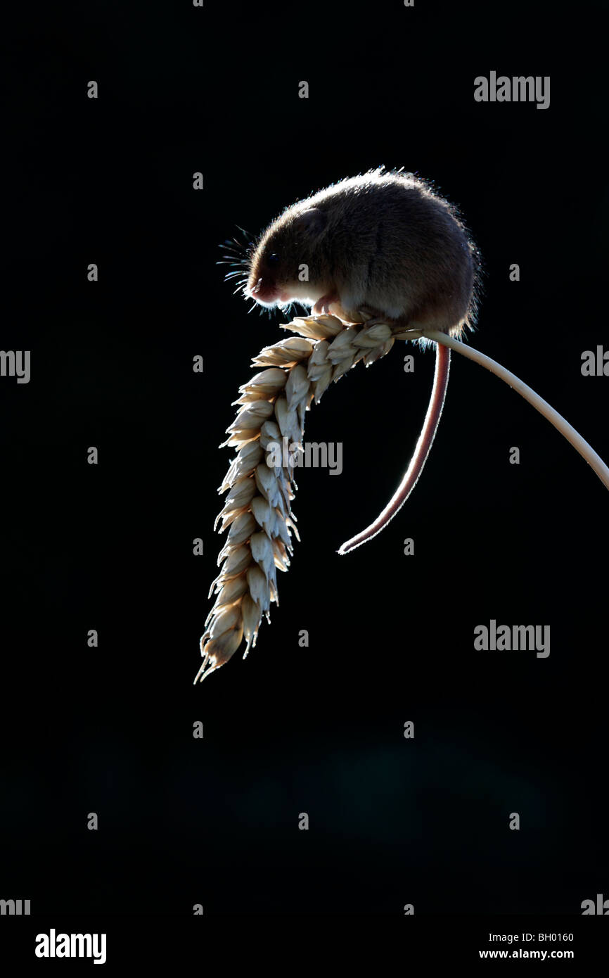 Harvest mouse, Micromys minutus, single mouse backlit of corn, captive ...