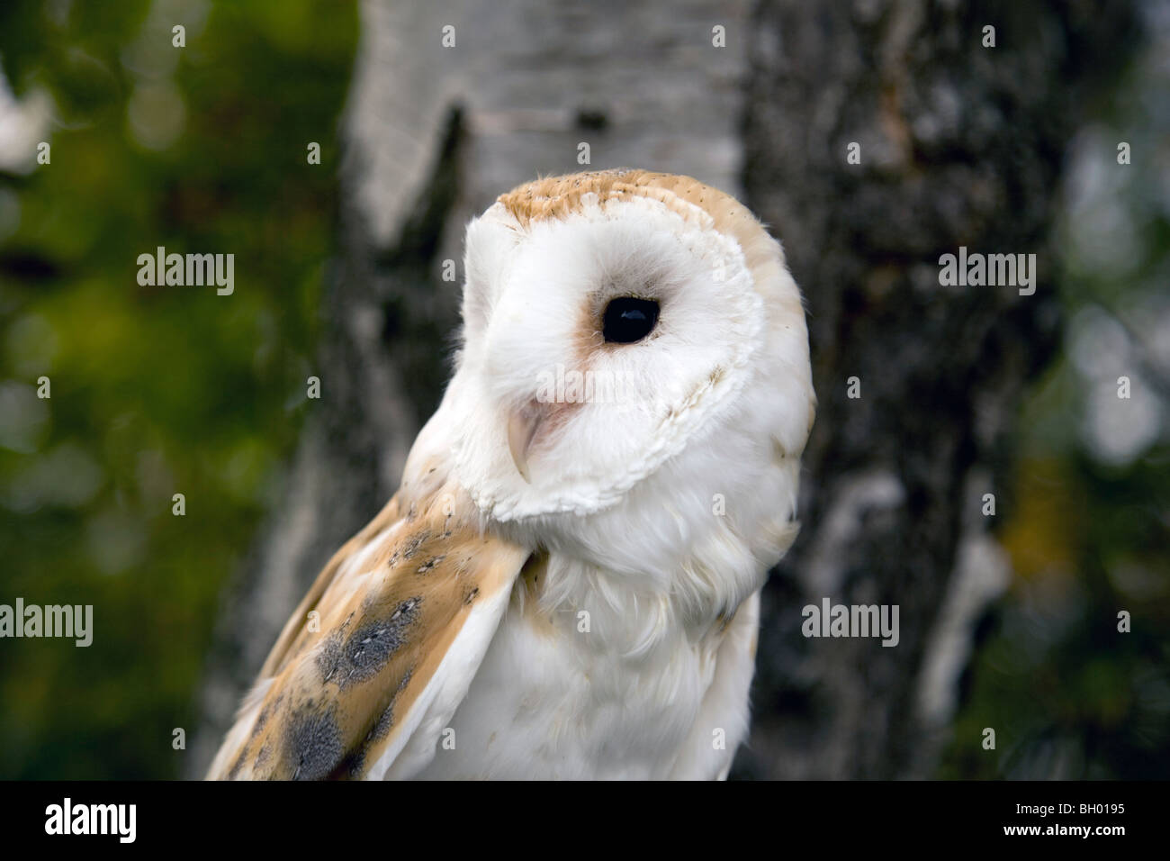 English barn owl prey hi-res stock photography and images - Alamy