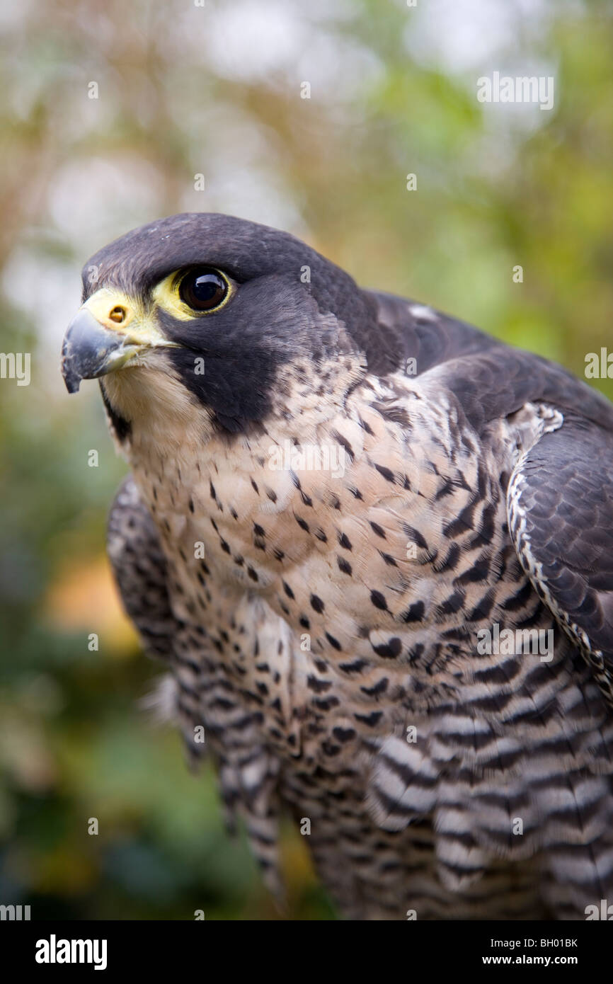 Falco peregrinus hi-res stock photography and images - Alamy