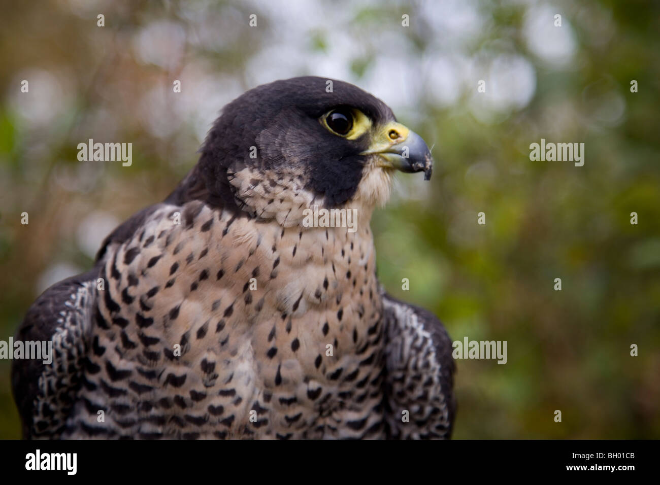 Falco peregrinus beak hi-res stock photography and images - Alamy