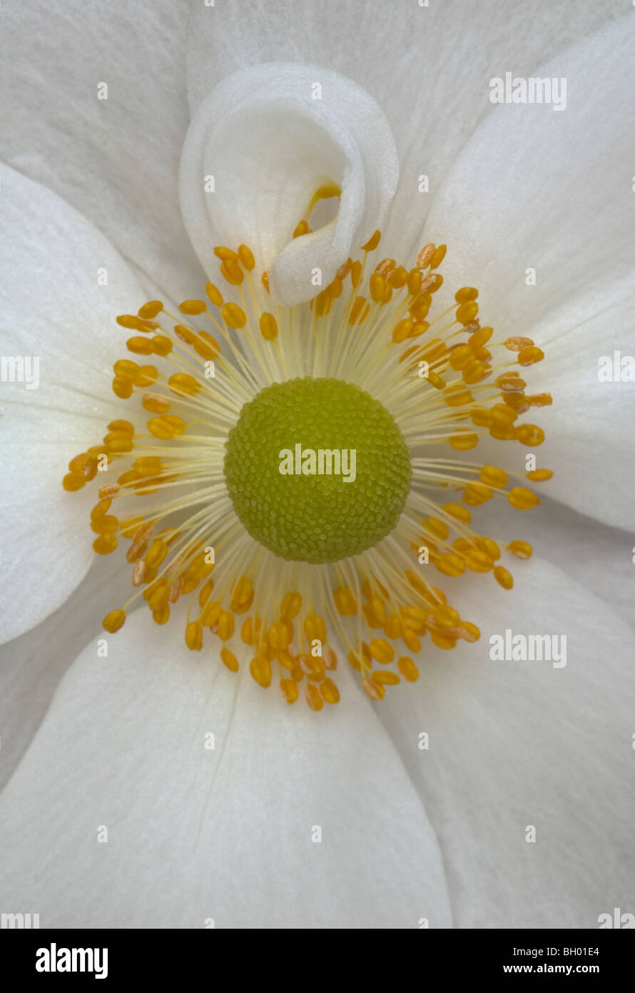 Japanese anemone flower hi-res stock photography and images - Alamy