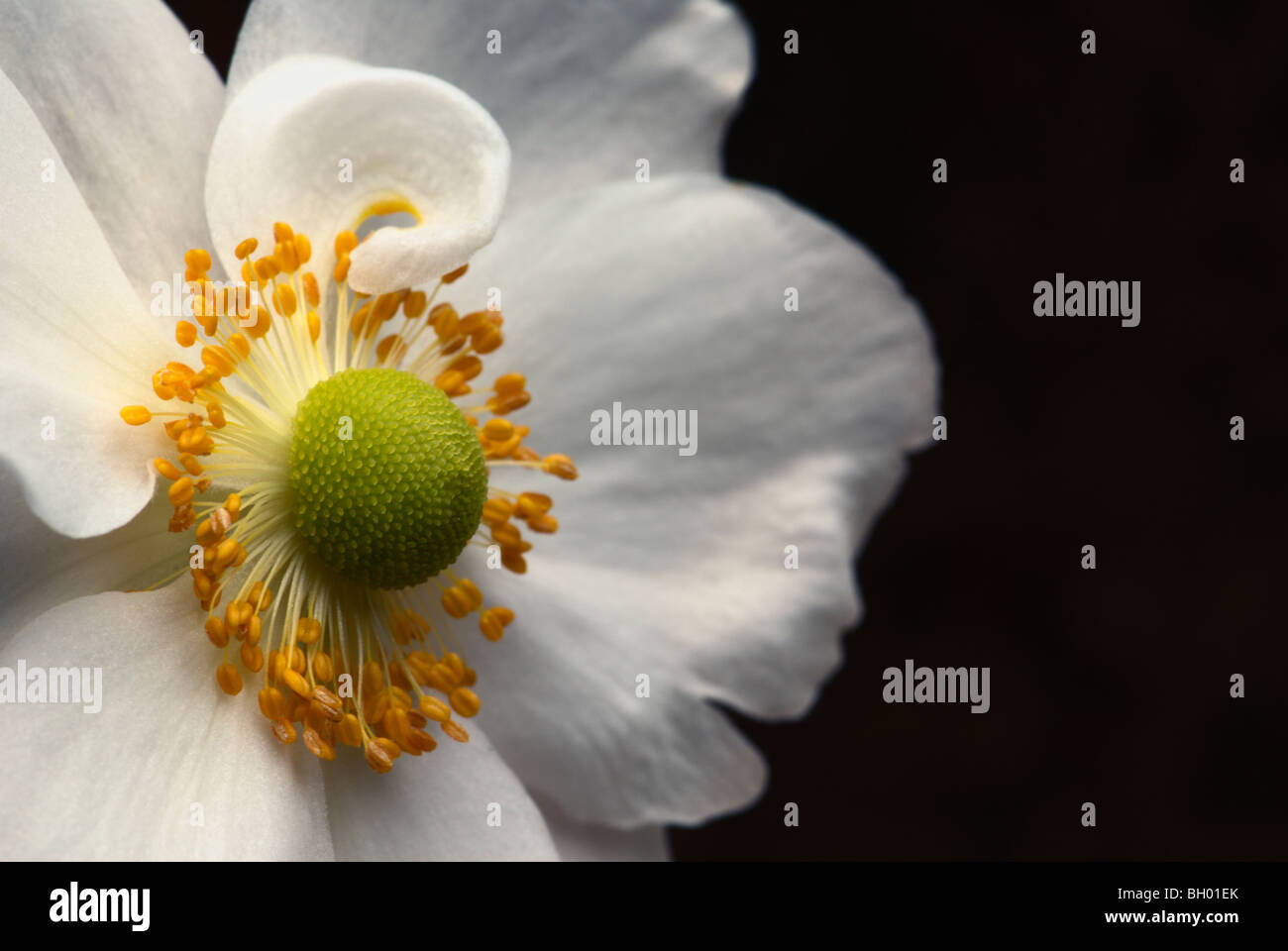 Japanese anemone flower hi-res stock photography and images - Alamy