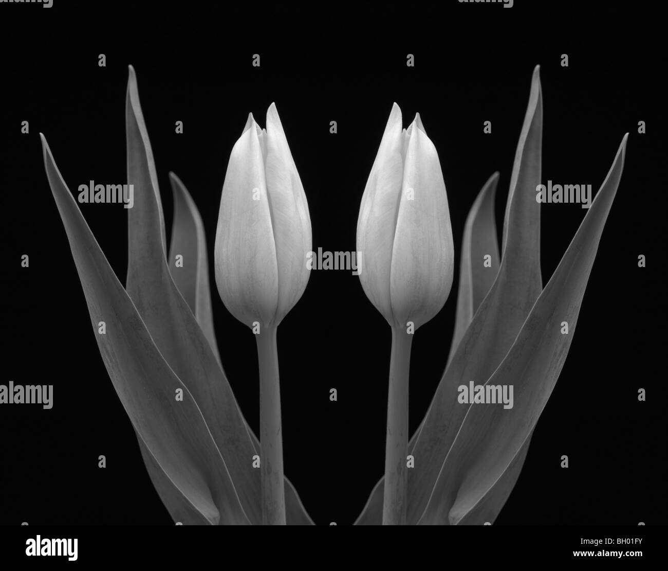 Mirror Image Tulip Stock Photo - Alamy
