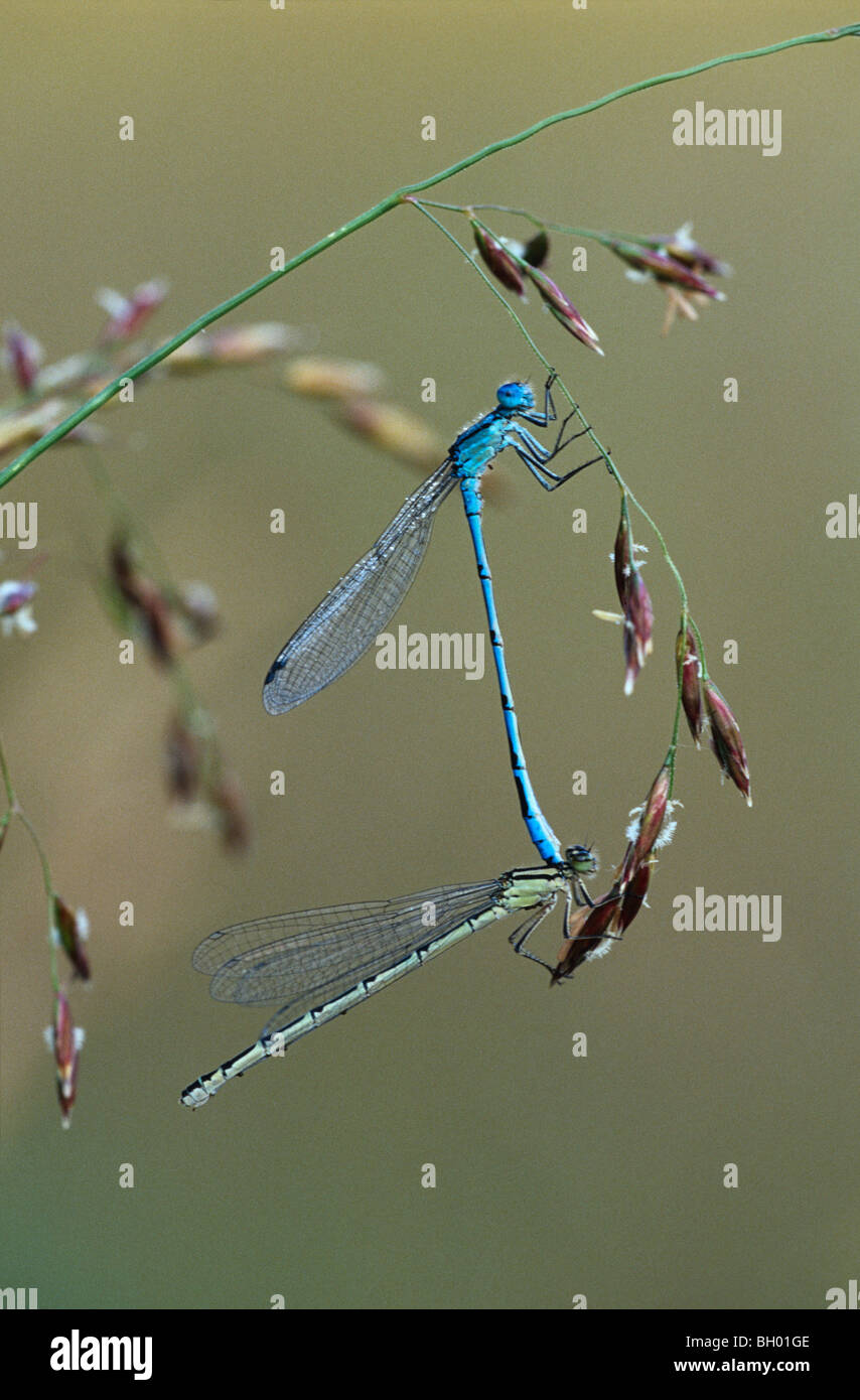Common Blue Damselflies in tandem Stock Photo - Alamy