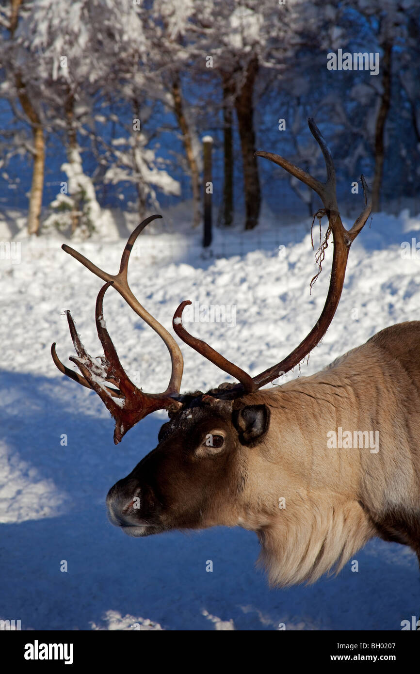Glenmore reindeer hi-res stock photography and images - Alamy