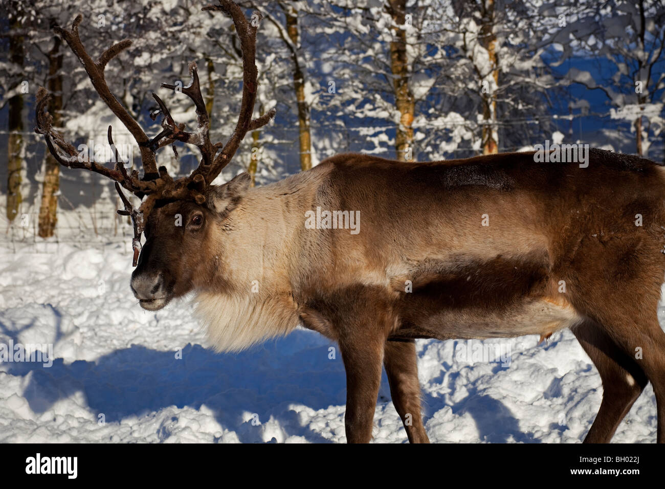 Reindeer the cairngorm reindeer centre hi-res stock photography and ...