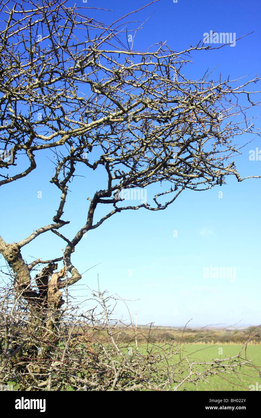 Windblown tree cornwall hi-res stock photography and images - Alamy