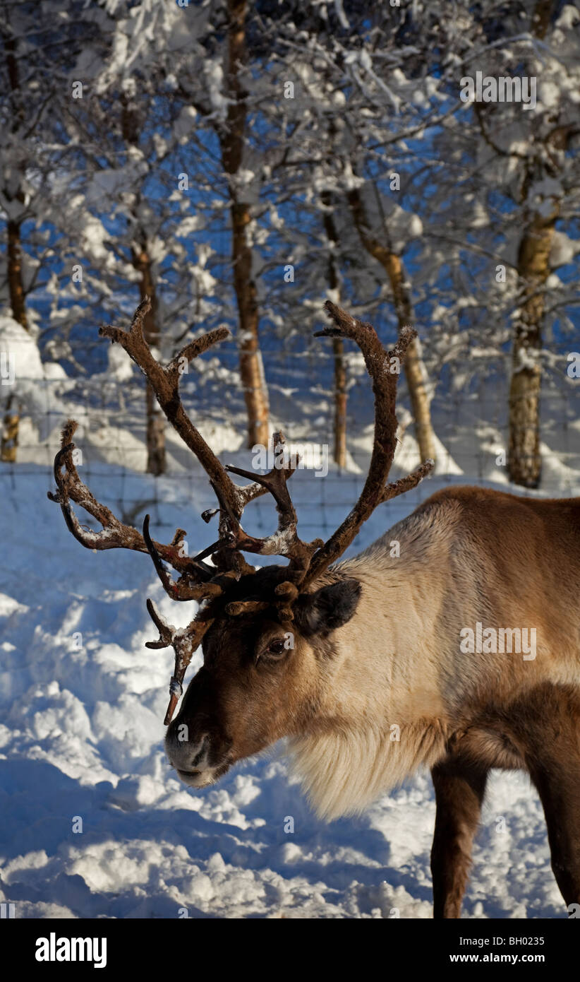 Reindeer centre glenmore hi-res stock photography and images - Alamy