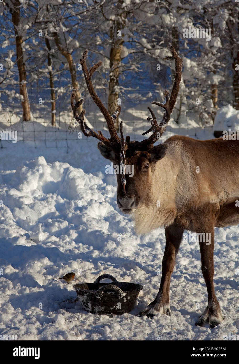 Reindeer the cairngorm reindeer centre hi-res stock photography and ...