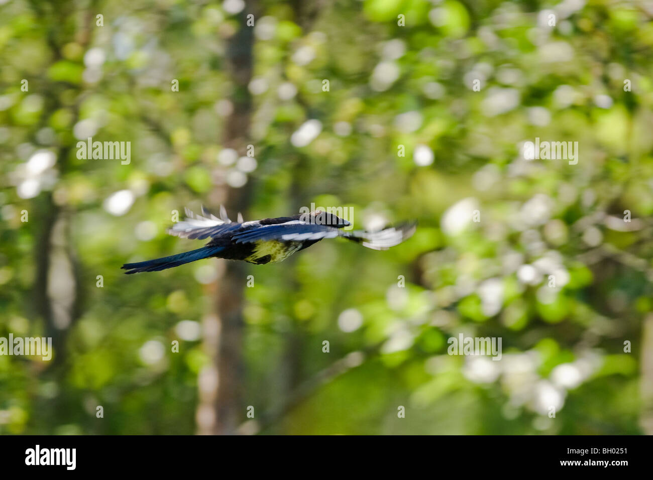 Tails of flight hi-res stock photography and images - Alamy
