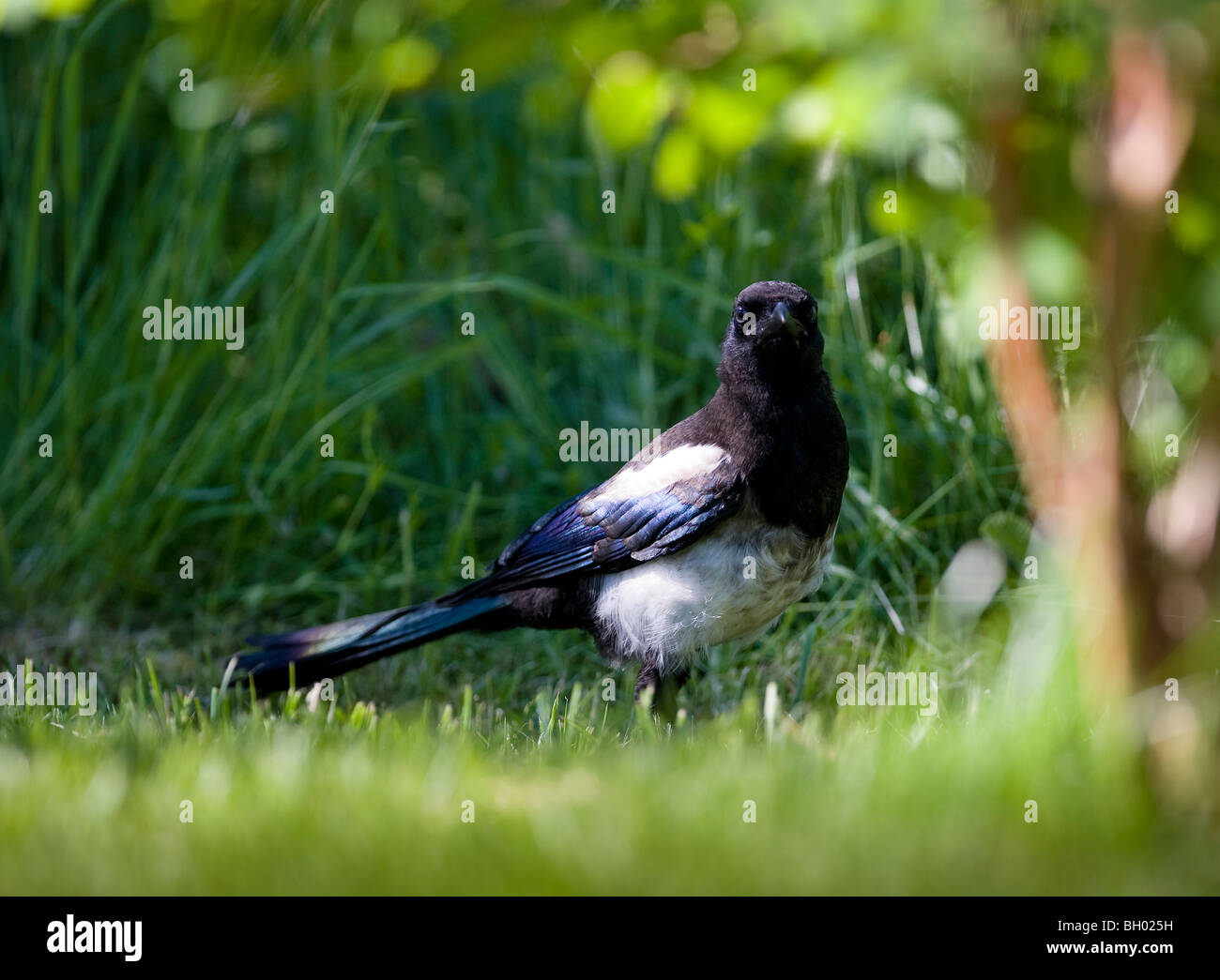 Magpie walking hi-res stock photography and images - Alamy