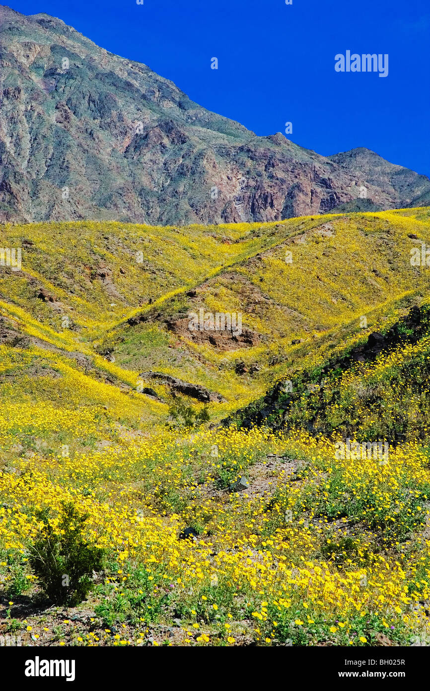Death valley spring wildflowers hi-res stock photography and images - Alamy