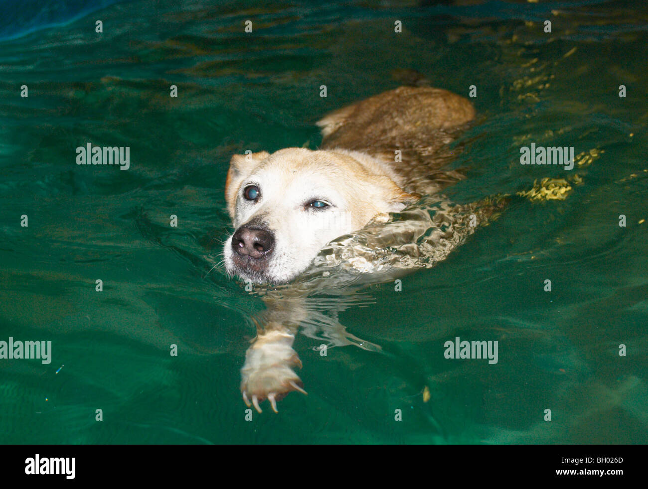 Ruby swimming in doggie in hydrotherapy pool Stock Photo - Alamy