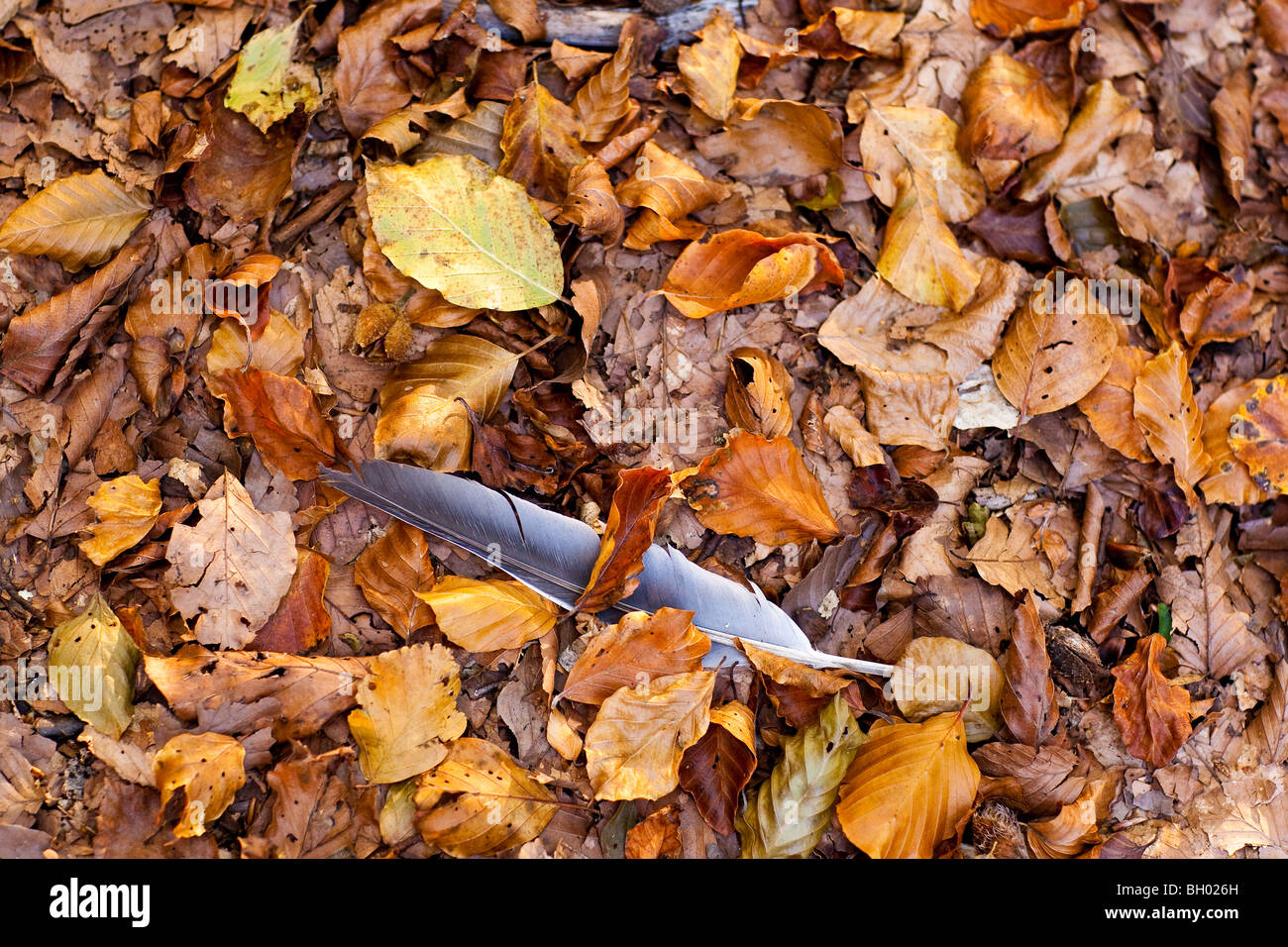 The feather of a Bird in autumn leaves Stock Photo - Alamy