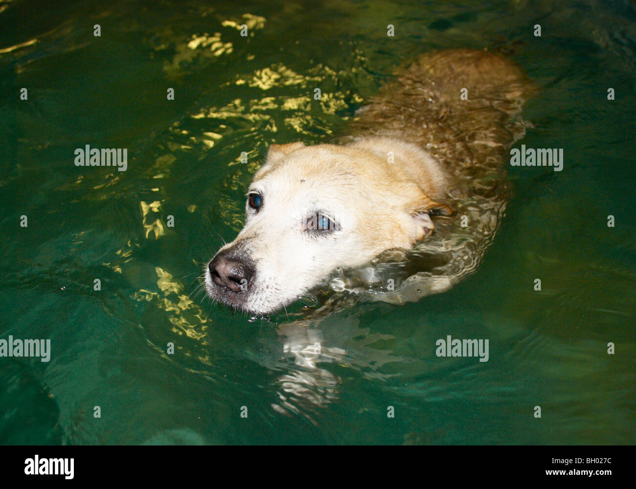 Ruby swimming in doggie in hydrotherapy pool Stock Photo - Alamy