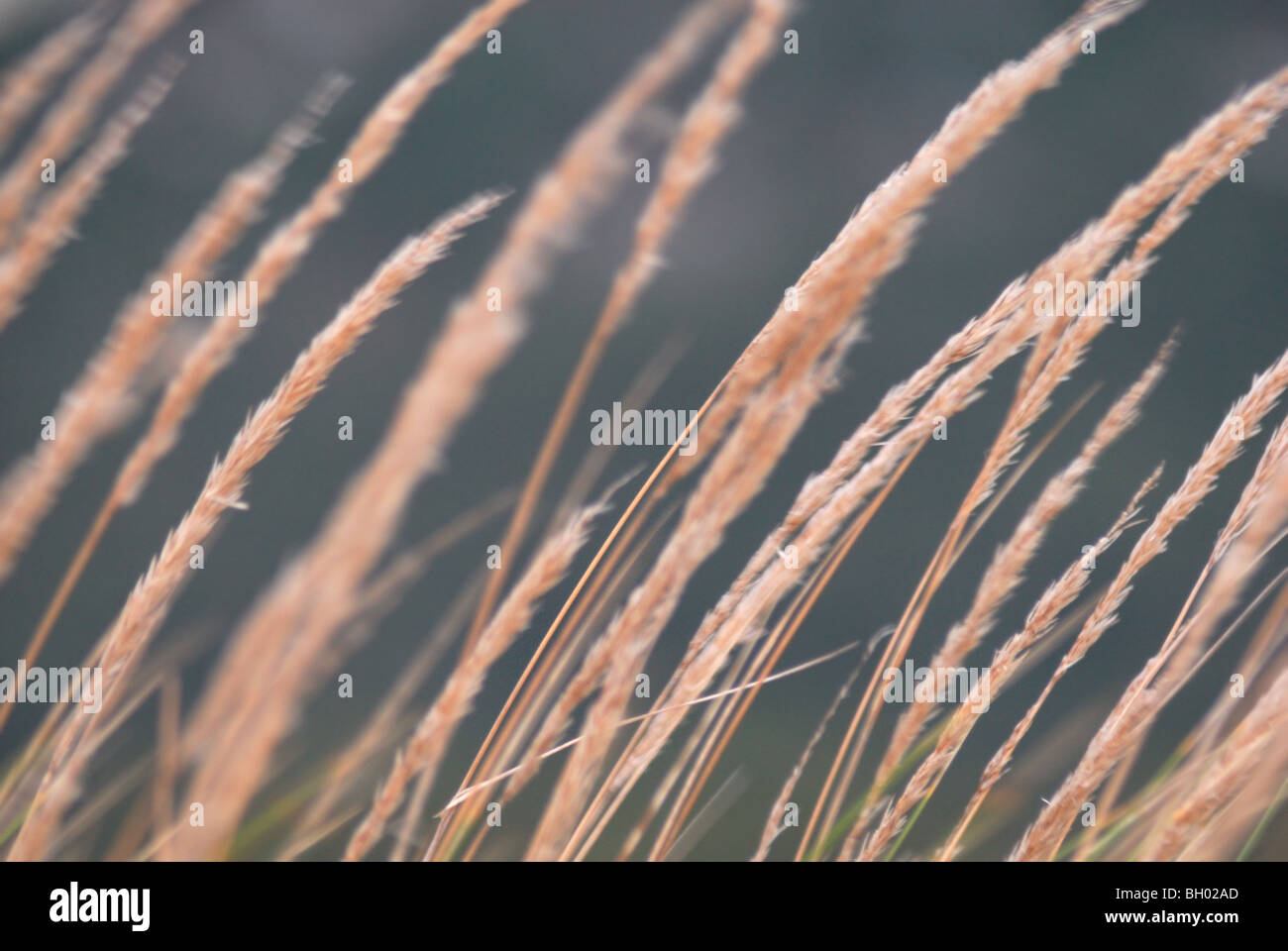 Reeds and grasses growing on sand dunes Stock Photo - Alamy