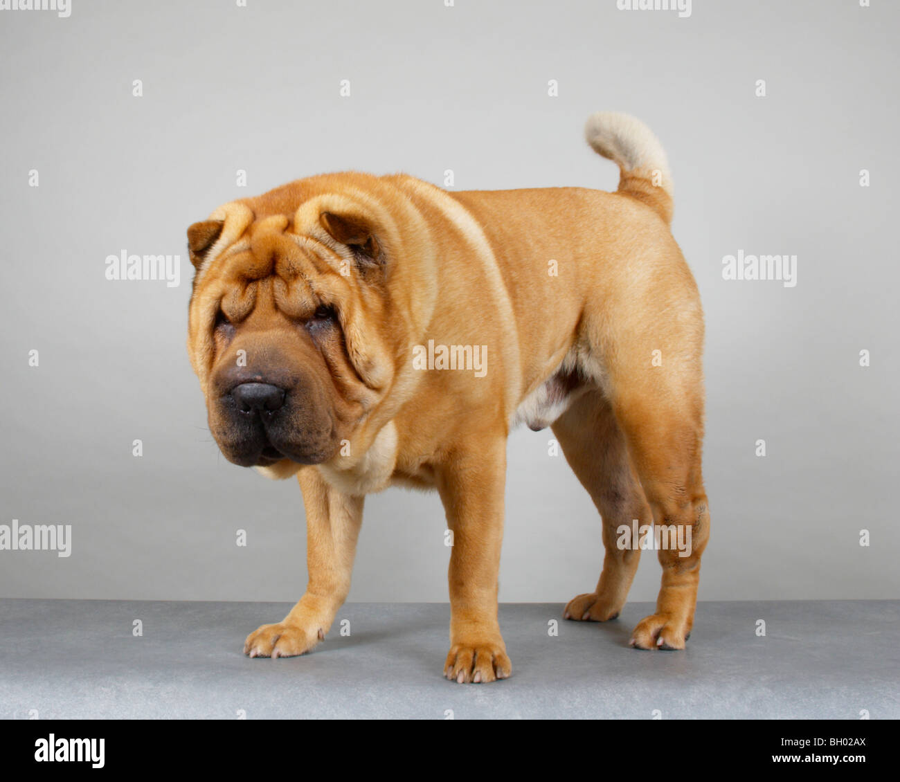 Shar pei profile hi-res stock photography and images - Alamy